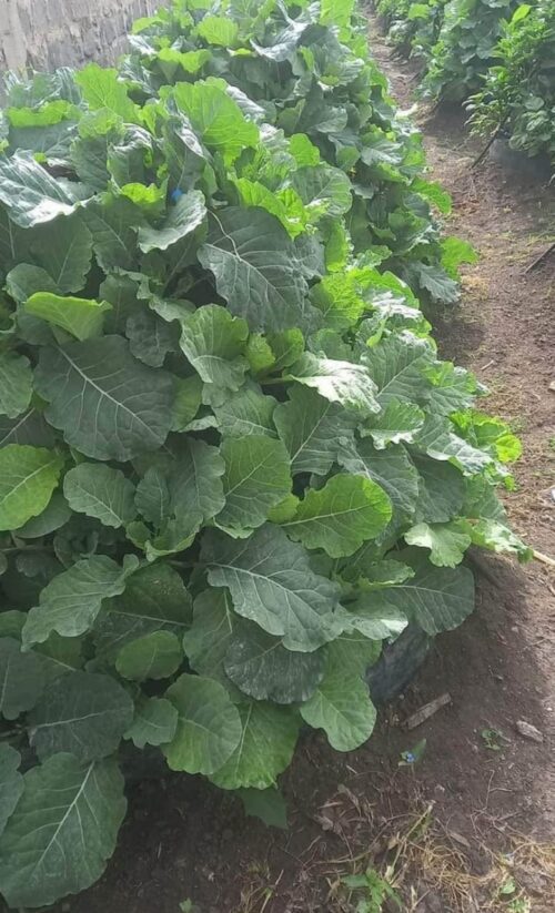 The Best Multi-Storey Gardens In Kenya - Knight & Hammer Contractors