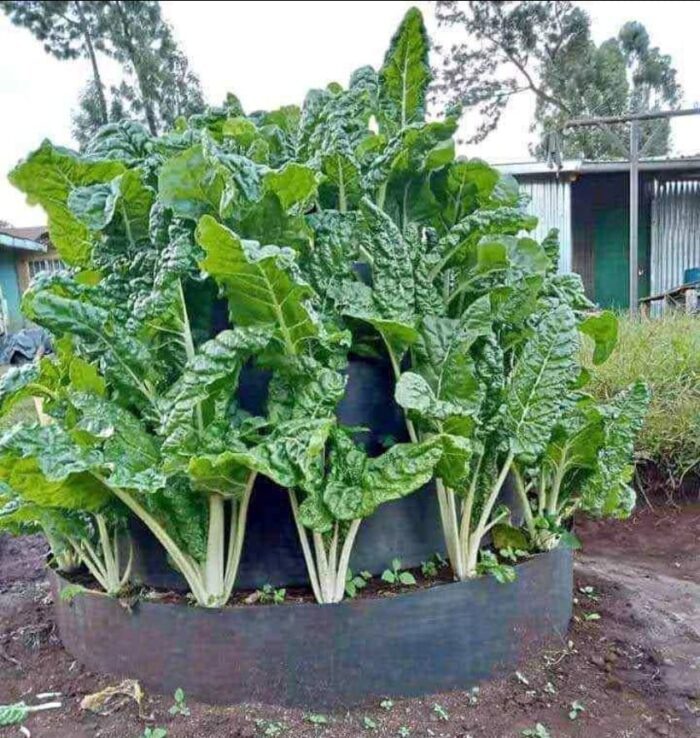 The Best Multi-Storey Gardens In Kenya - Knight & Hammer Contractors