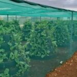 The Best Multi-Storey Gardens In Kenya - Knight & Hammer Contractors