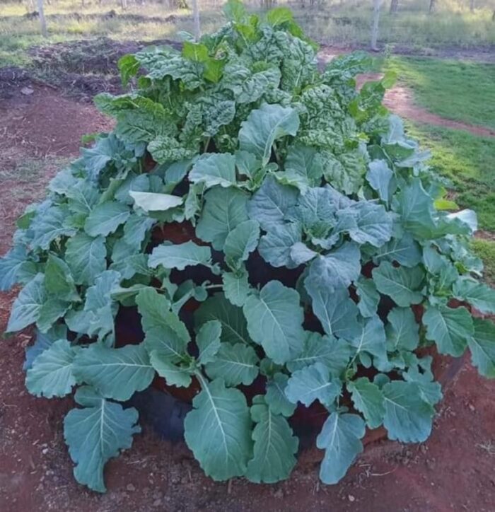 The Best Multi-Storey Gardens In Kenya - Knight & Hammer Contractors